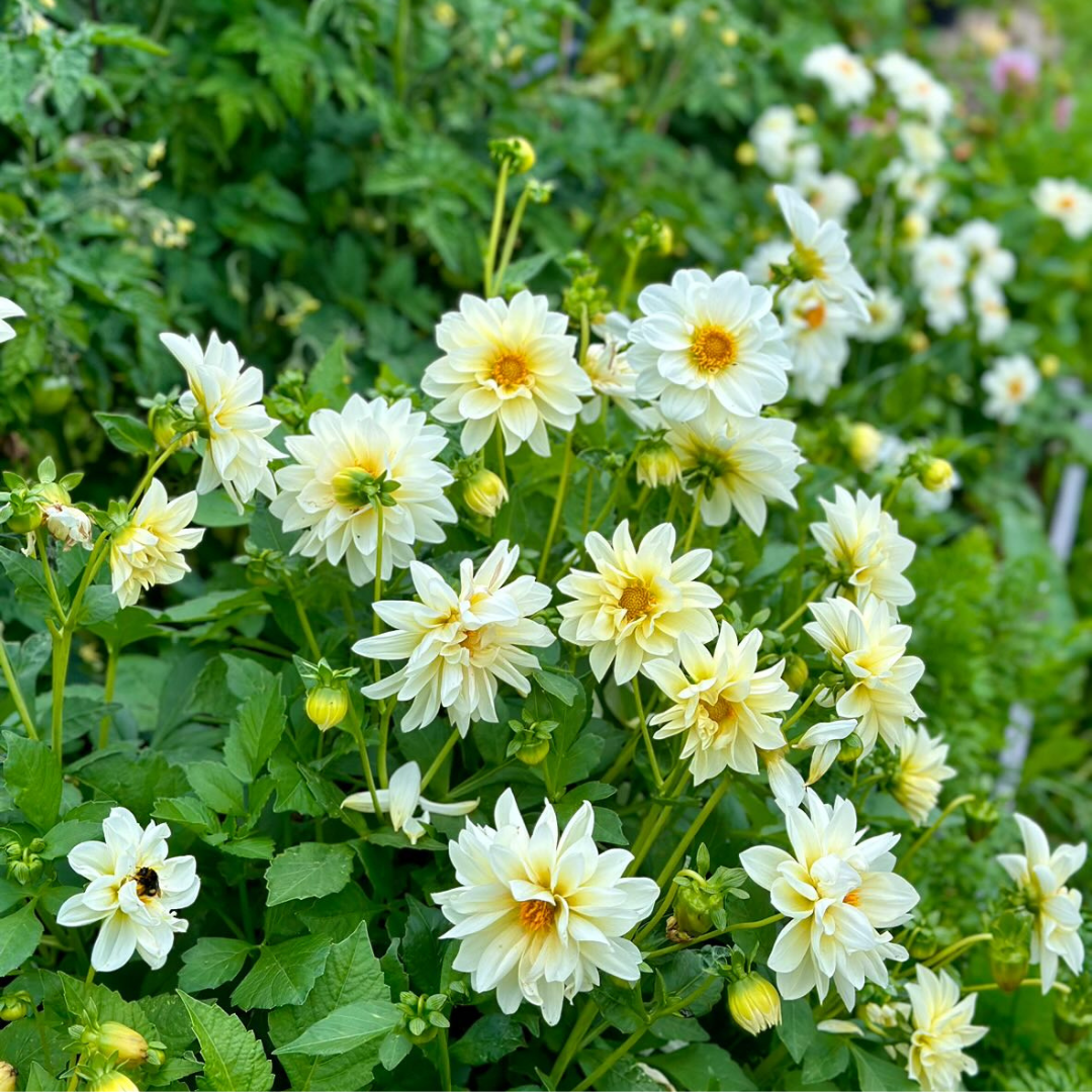 Dahlia - Opera White - Fröbanken