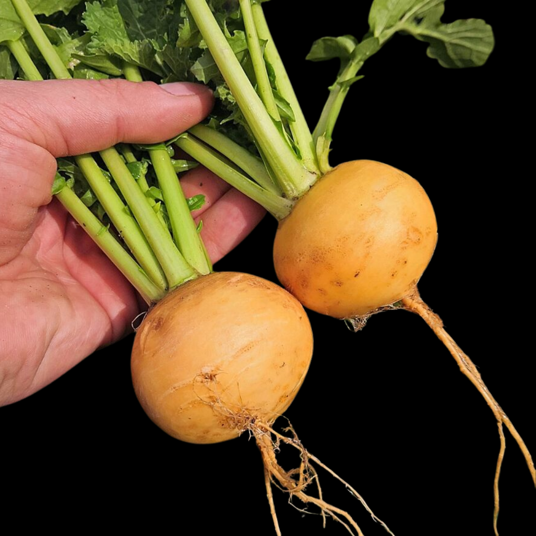 Majrova - Goldana - Kultursort - Fröbanken