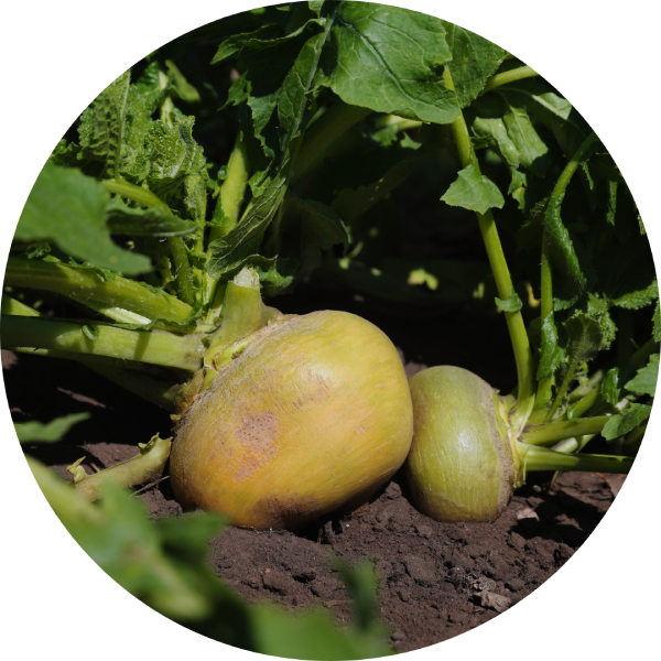 Majrova - Golden Ball - Fröbanken