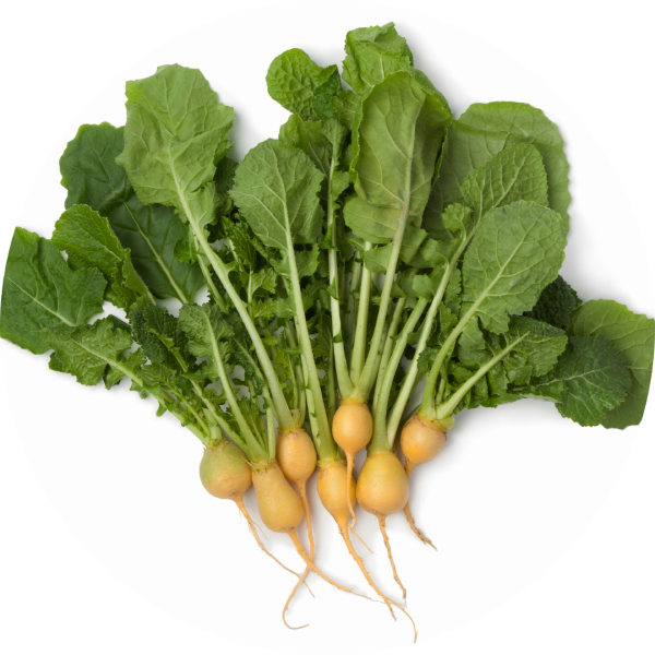 Majrova - Golden Ball - Fröbanken