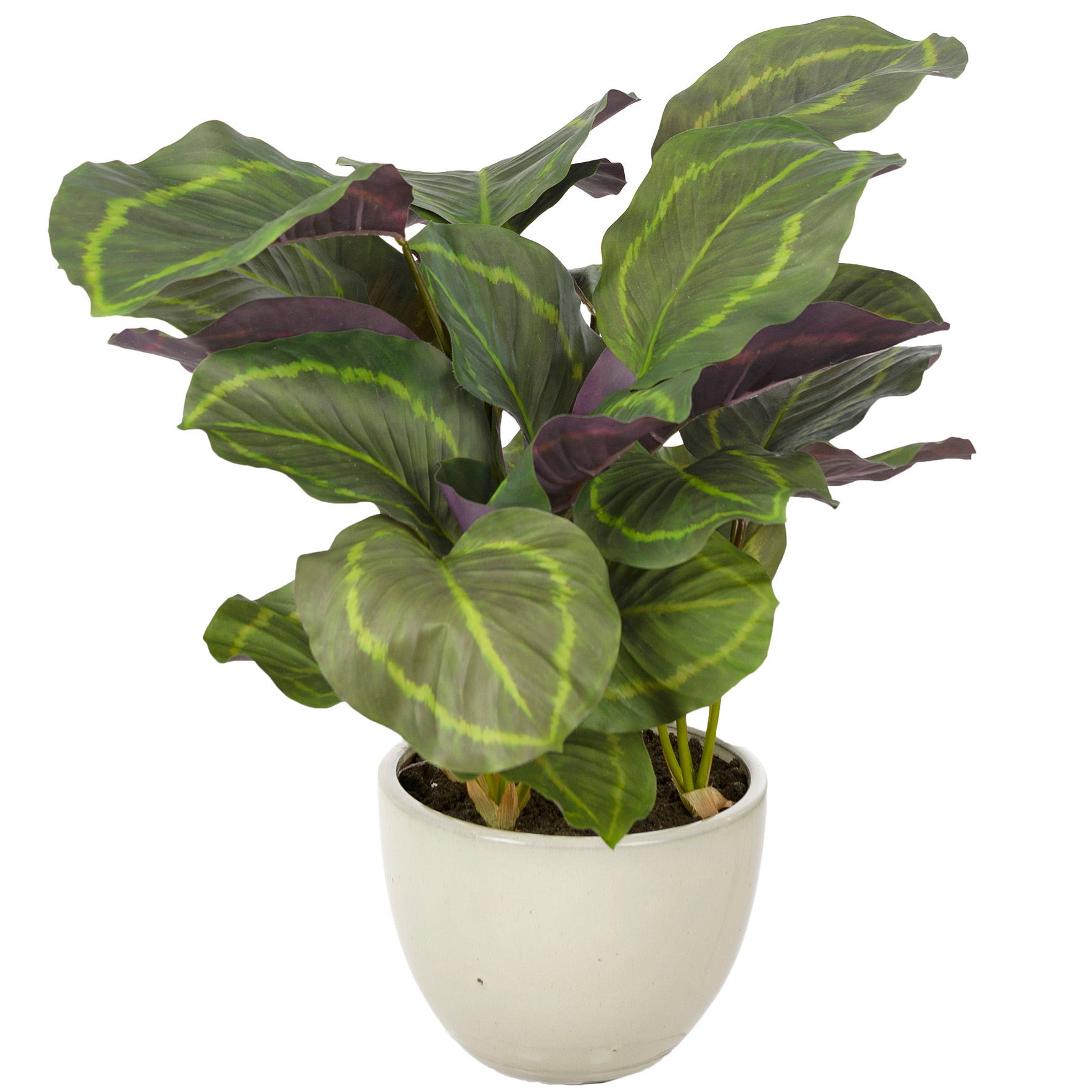 Calathea 65cm med kruka - Officestore.se