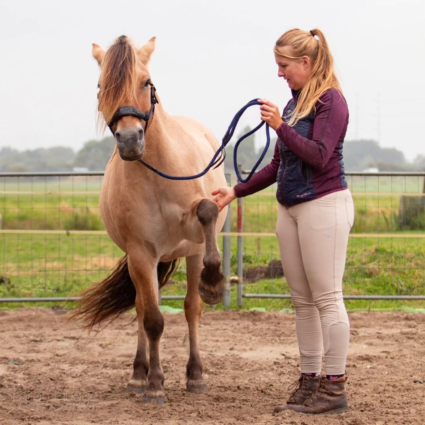 173. Lead rope & working rope Edix Resi - Kapson Equestrian