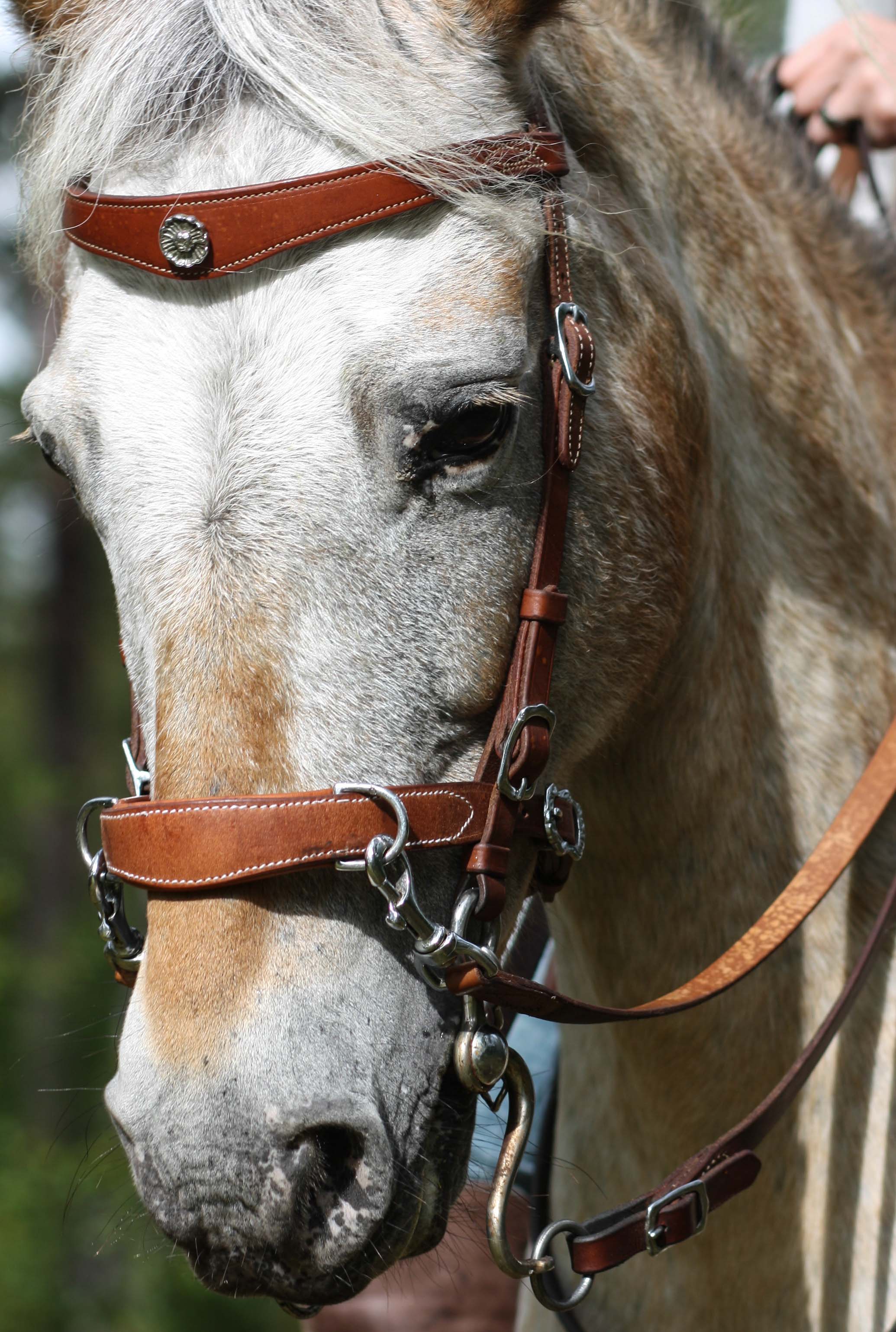 220. Riding Cavesson Flex - 3 Rings - Kapson Equestrian