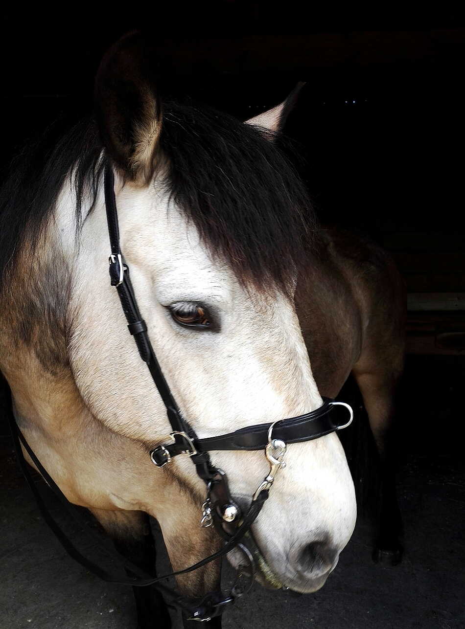 220. Riding Cavesson Flex - 3 Rings - Kapson.se