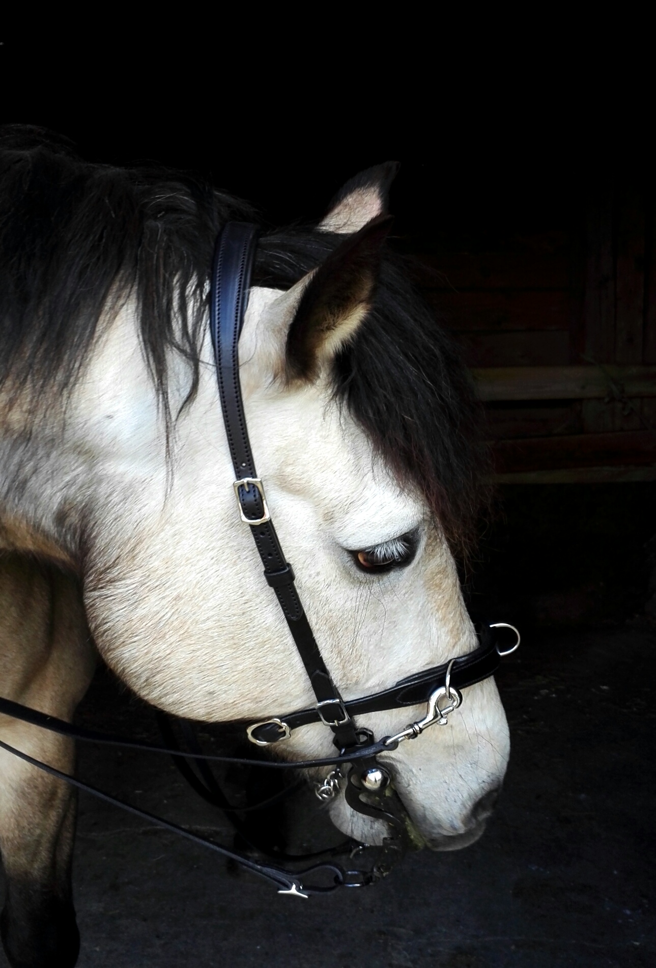 120. Cavesson rein - with hooks 320 cm - Kapson Equestrian