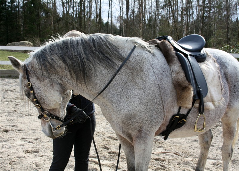 282. LG Bridle - Komplett set - Kapson.se