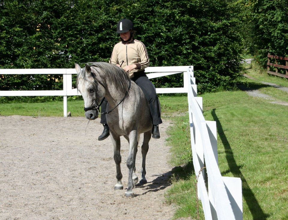 282. LG Bridle - Complete Set - Kapson Equestrian