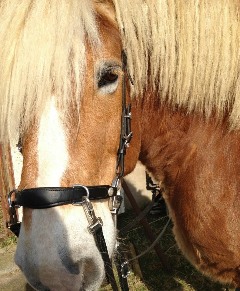 282. LG Bridle - Komplett set - Kapson.se