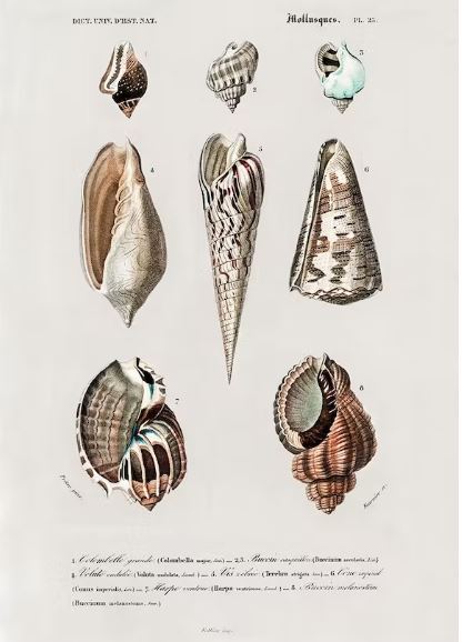 Poster - Vintage Shells - Pique Provence