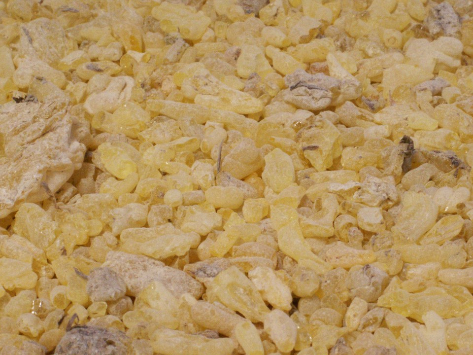 Sandarac (Tetraclinis articulata) - kuripe.com