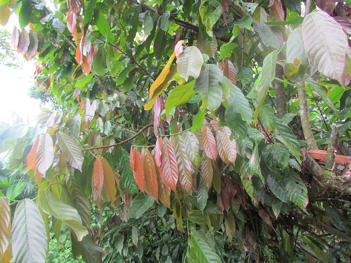 Dammar (Canarium strictum) - kuripe.com