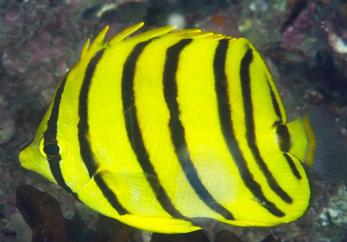 Chaetodon Octofasciatus - Salt i Väst