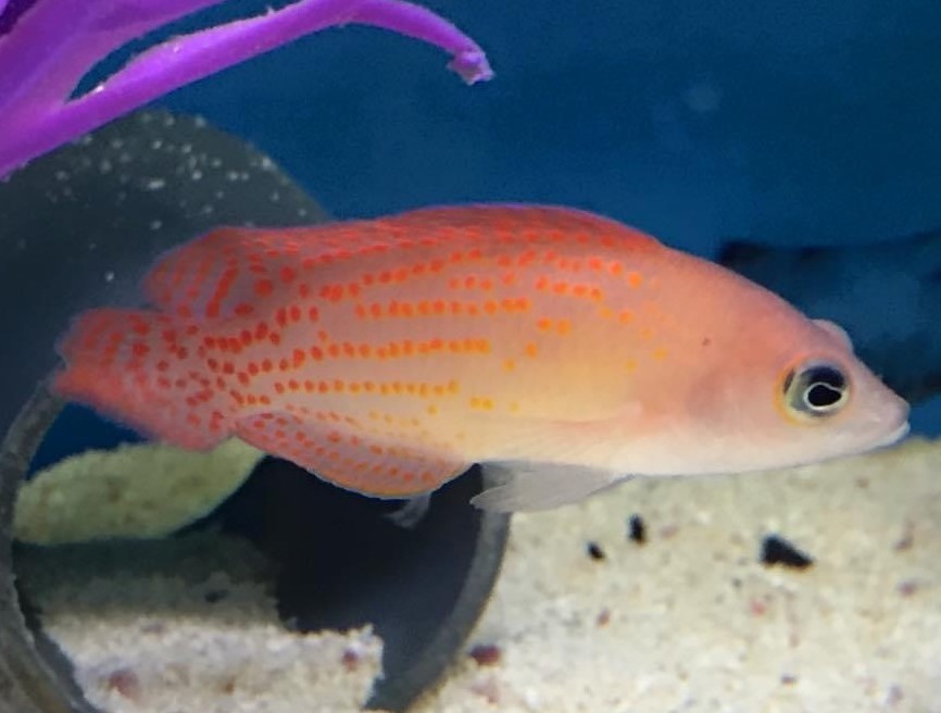 Pholidochromis Cerasina (reef safe) - Företagsakvarium