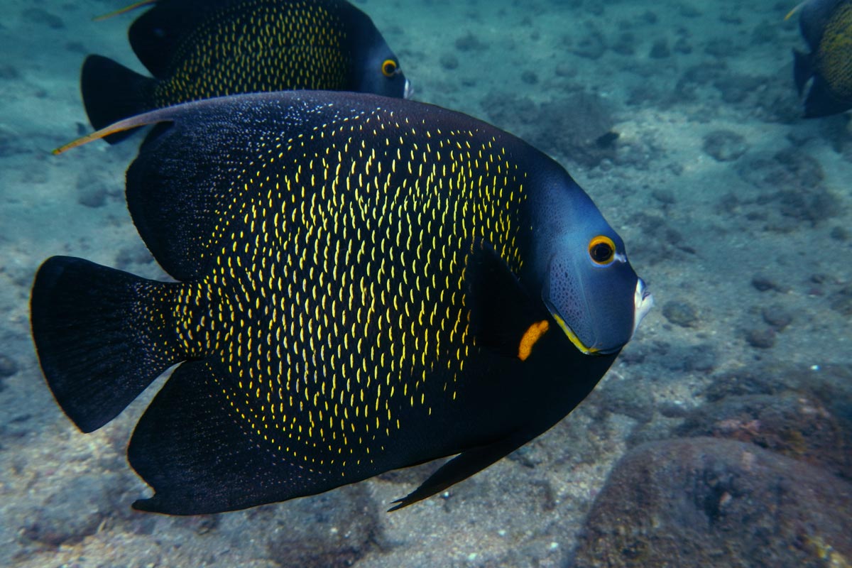 Pomacanthus paru - Företagsakvarium