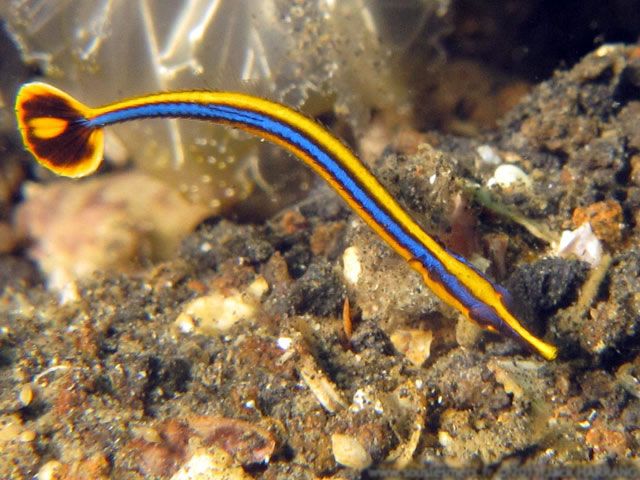 Doryrhamphus melanopleura - Företagsakvarium