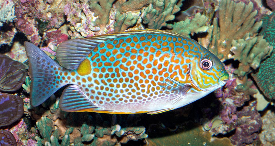 Siganus guttatus - Företagsakvarium