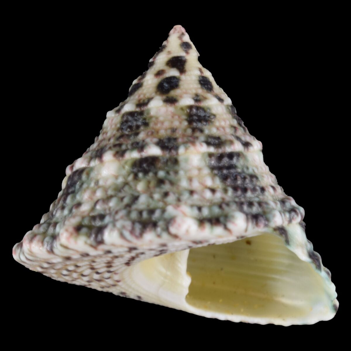 Trochus Maculatus - Salt i Väst