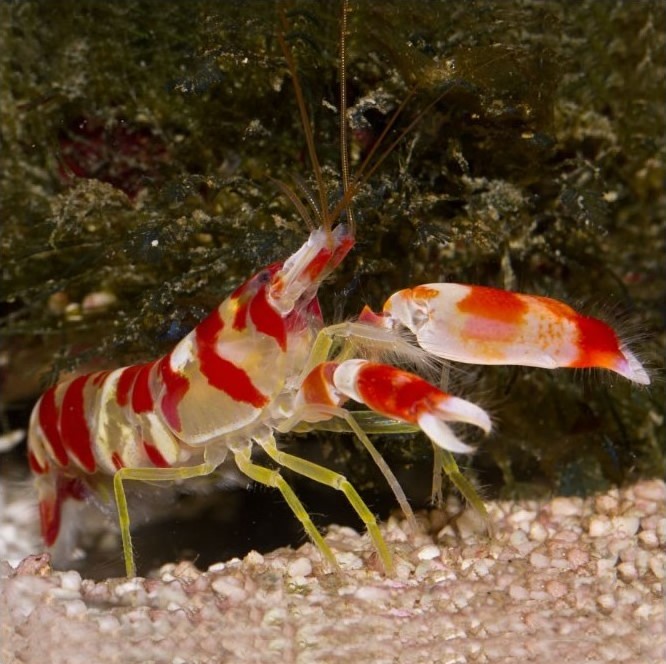 Alpheus Yaldwyni (reef safe) - Salt i Väst