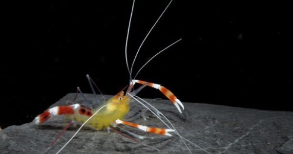 stenopus zanzibaricus (reef safe) - Företagsakvarium