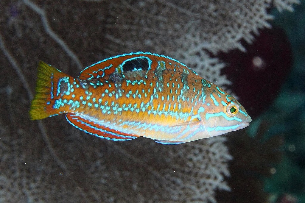 Halichoeres radiatus - Företagsakvarium