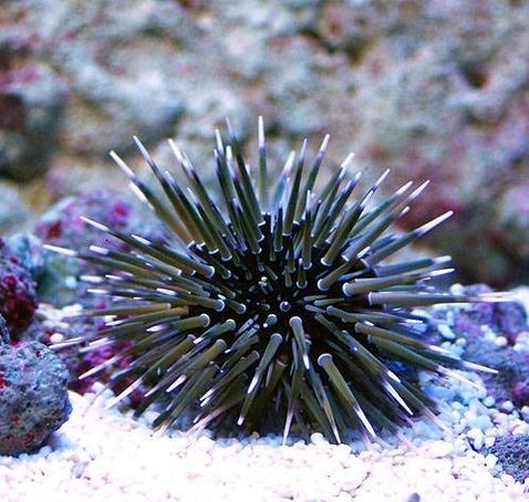 Echinometra mathaei - Företagsakvarium