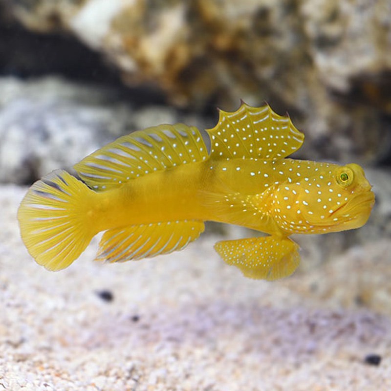 Cryptocentrus cinctus (reef safe) - Salt i Väst