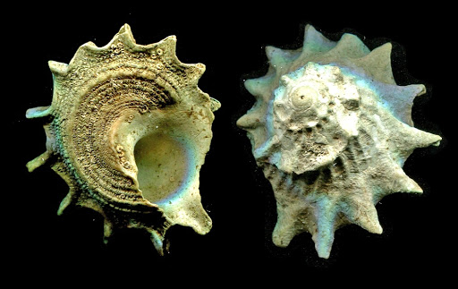 Astralium calcar - Företagsakvarium