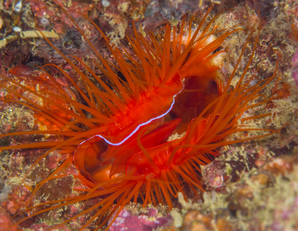 Lima scraba Flame scallop - Salt i Väst