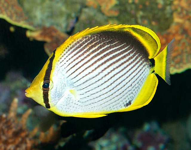 Chaetodon melannotus - Salt i Väst