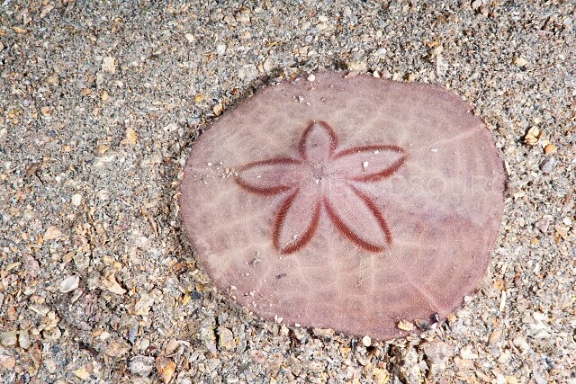 Clypeaster Subdepressus - Salt i Väst