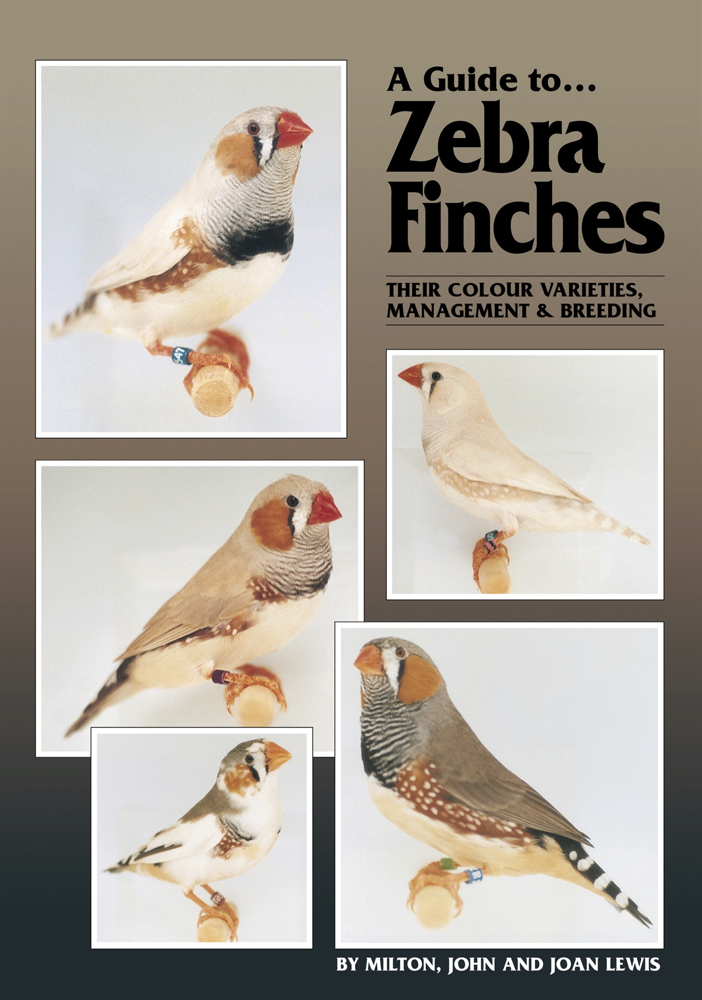 A Guide to Zebra Finches, their Colour Varieties, Management and ...