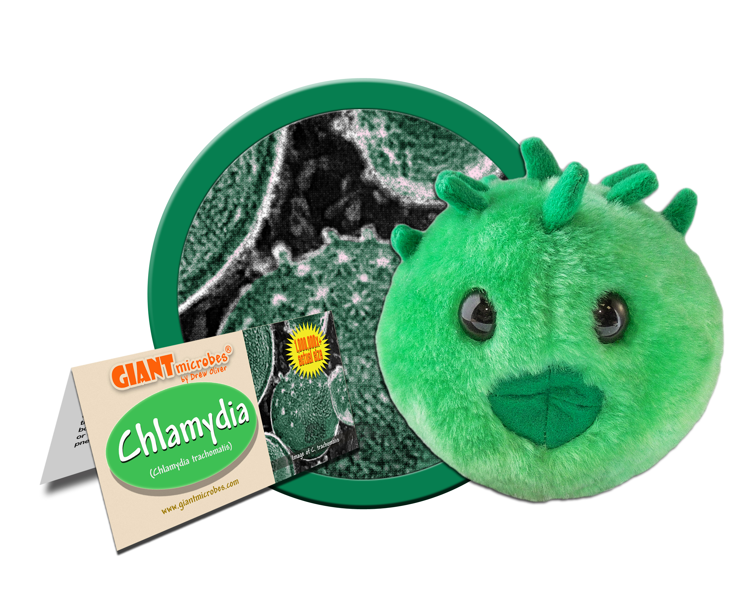 Chlamydia - Giant Microbes - Kalikå