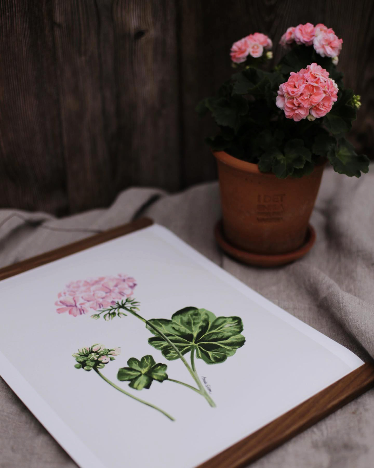 Poster Pelargon som affisch Botanisk poster