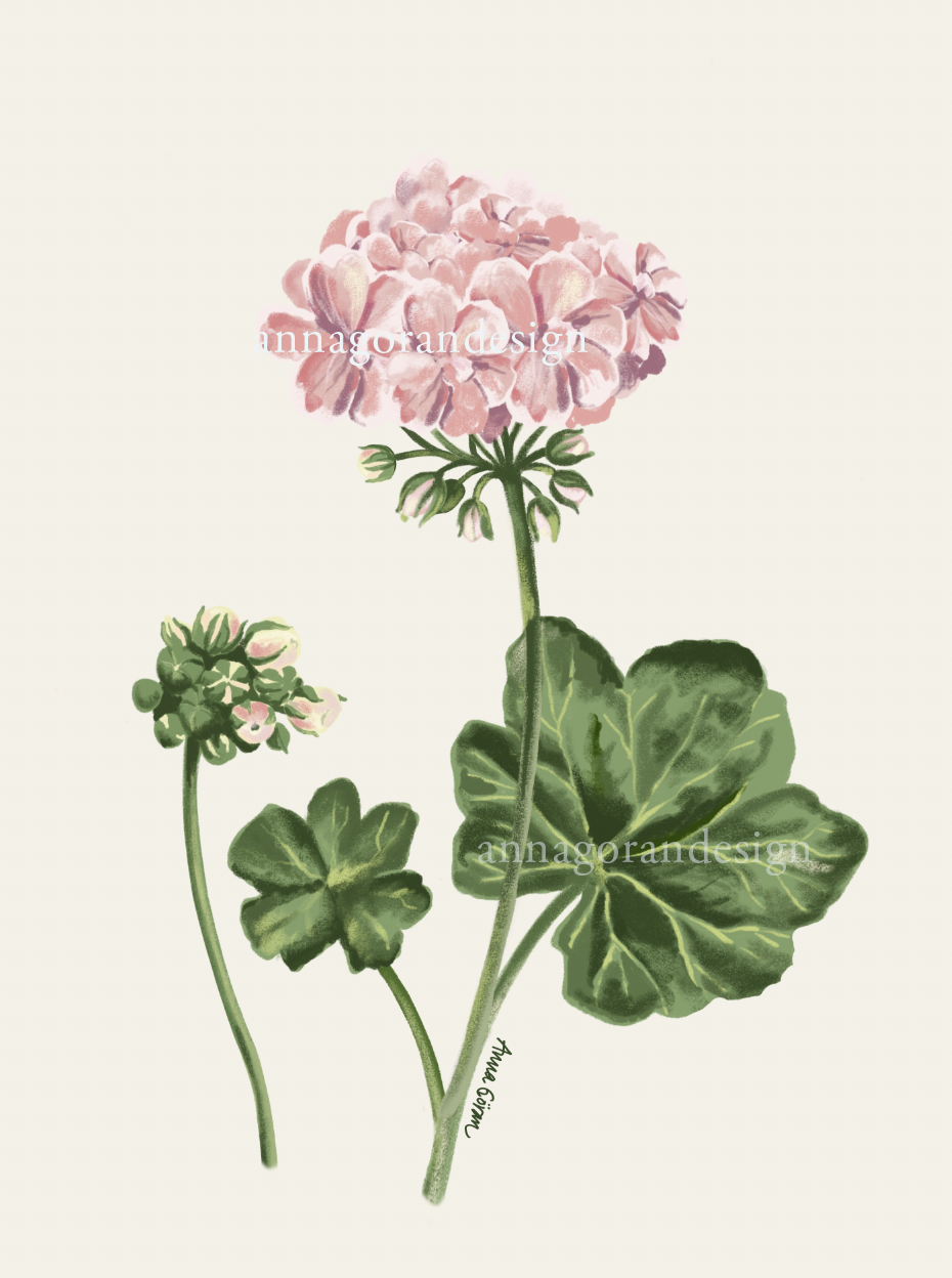 Poster Pelargon som affisch Botanisk poster