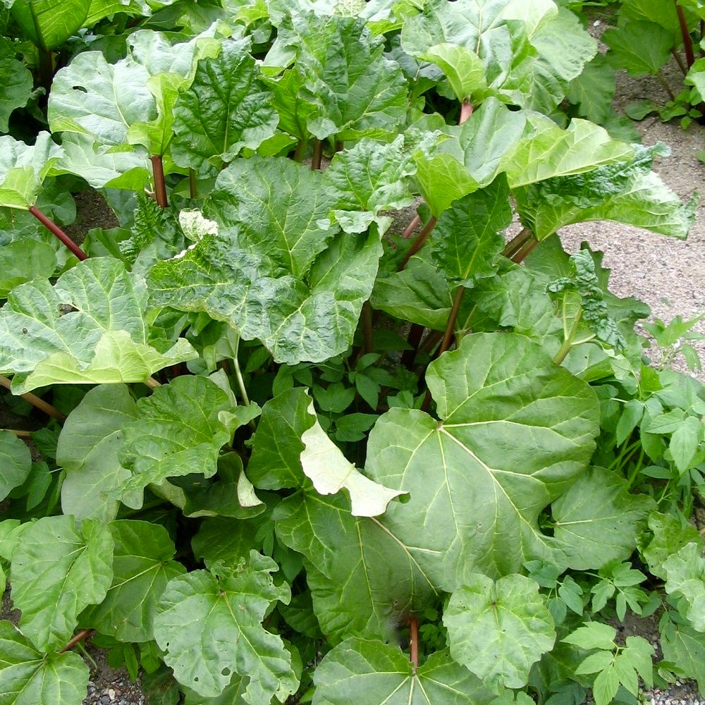 Karpow Liepshiego ovanlig rabarber - AlterHedens.se