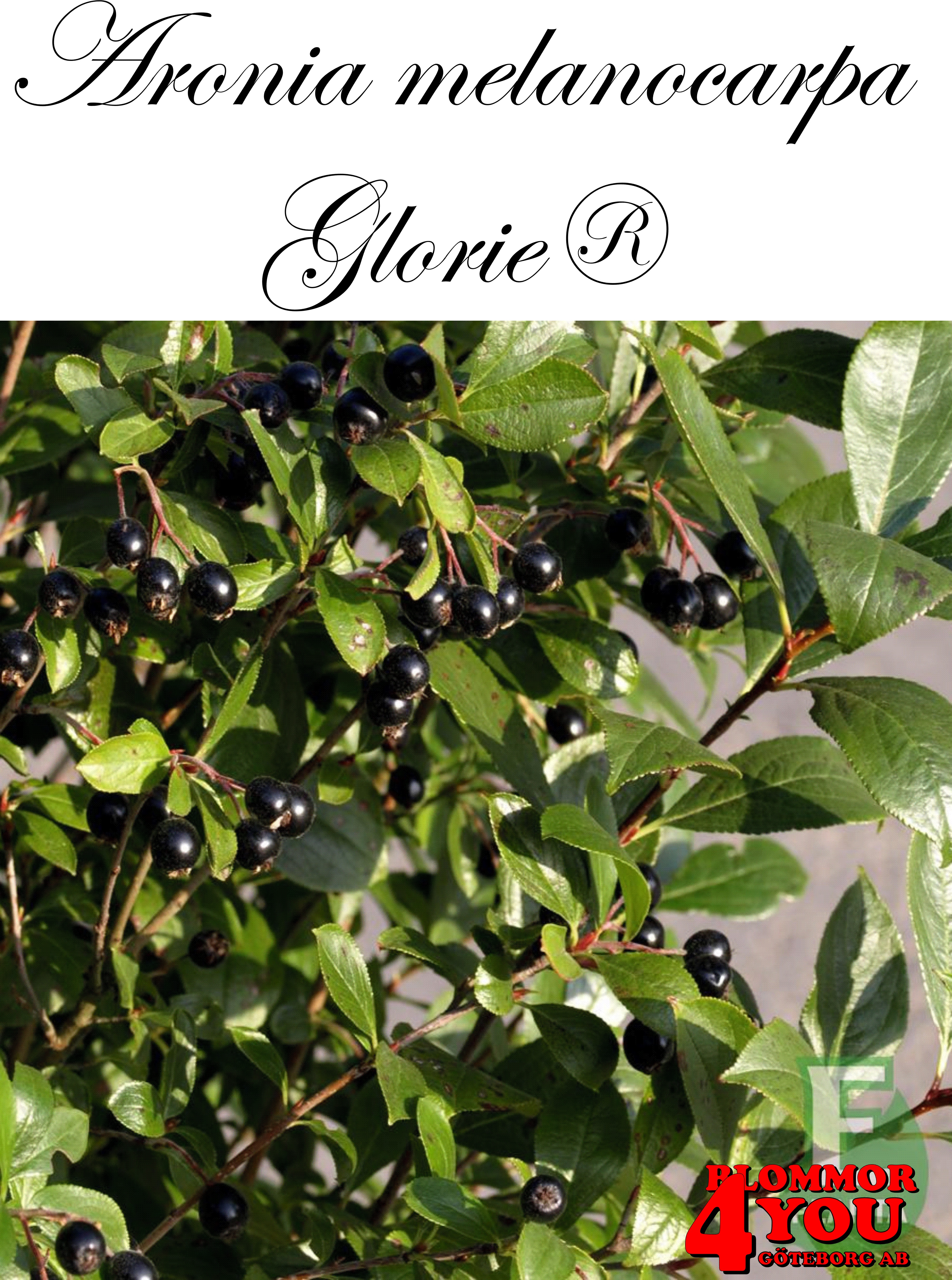 Aronia melanocarpa Glorie® E (ElisabethPBR) svartaronia Busk C3,5 ...