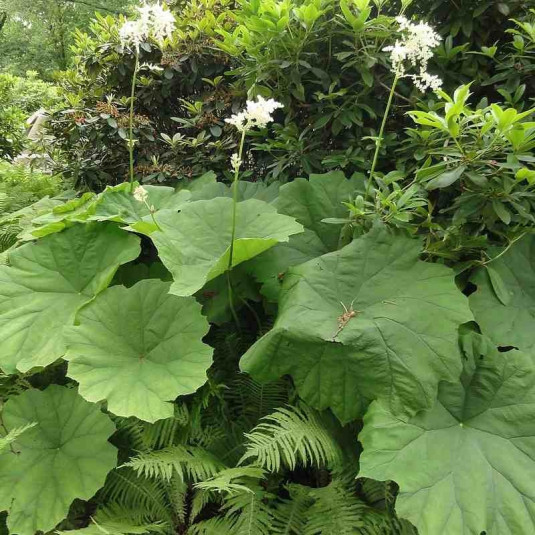 Astilboides tabularis Svenskt Namn: Parasollblad Färg: vit Blomning ...