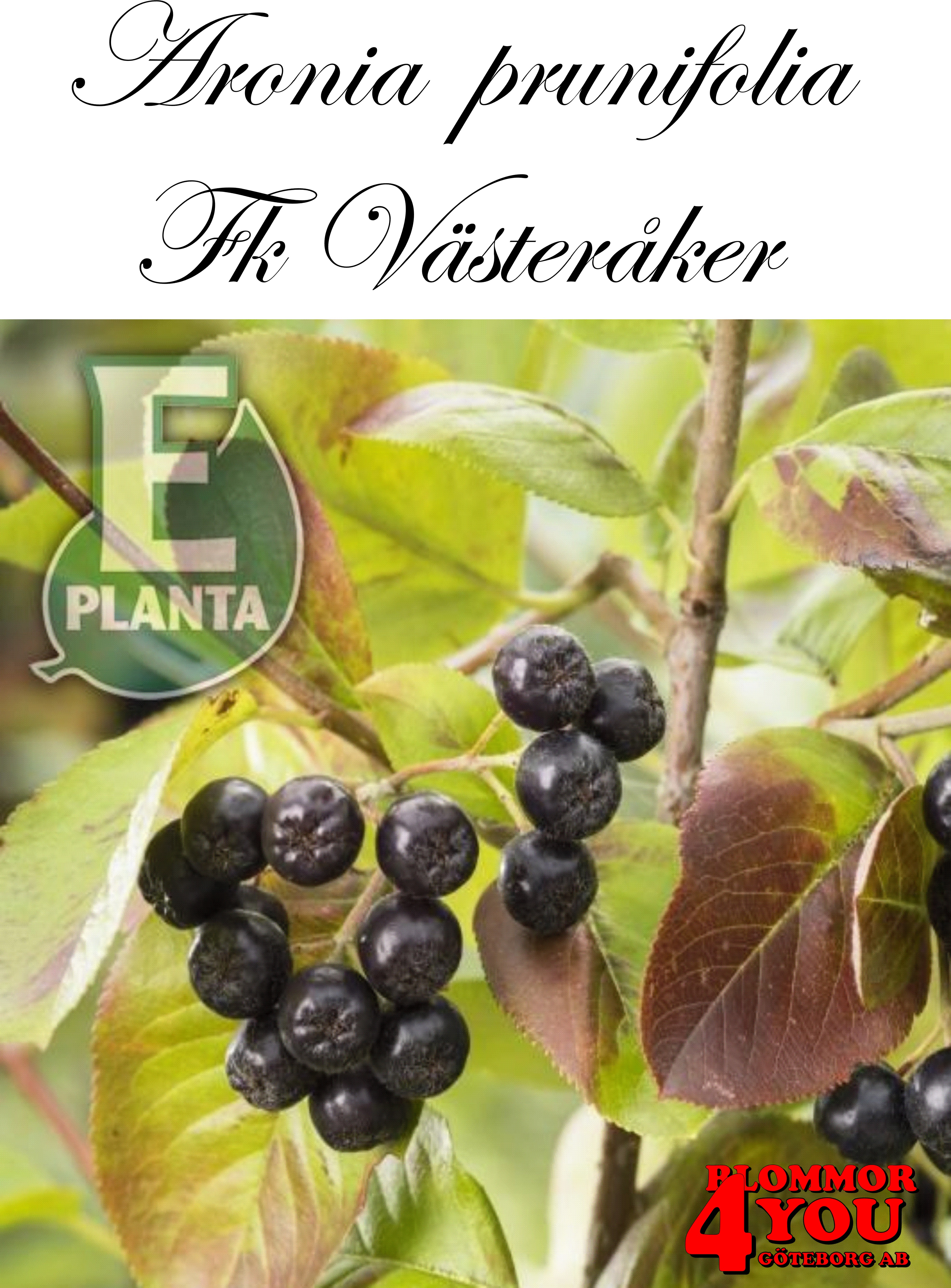 Aronia prunifolia Fk Västeråker E (A. mel. v. elata) slånaronia Fk ...