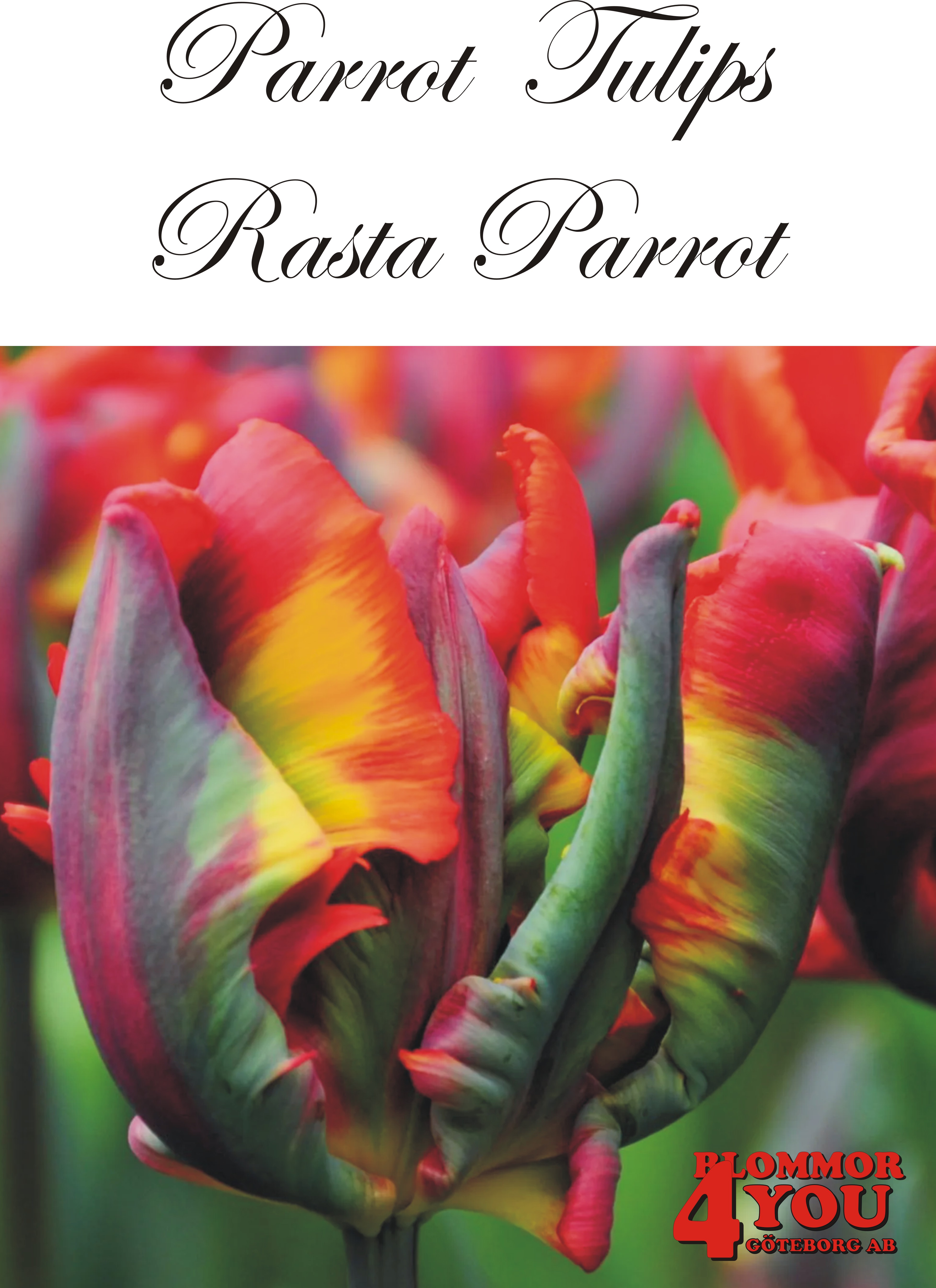Papegoj tulpan Rasta Parrot - Blommor 4 You Gbg AB