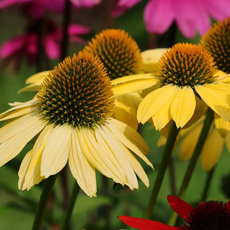 Echinacea purpurea Yellow Mellow Svenskt Namn: Gul Solhatt Yellow ...