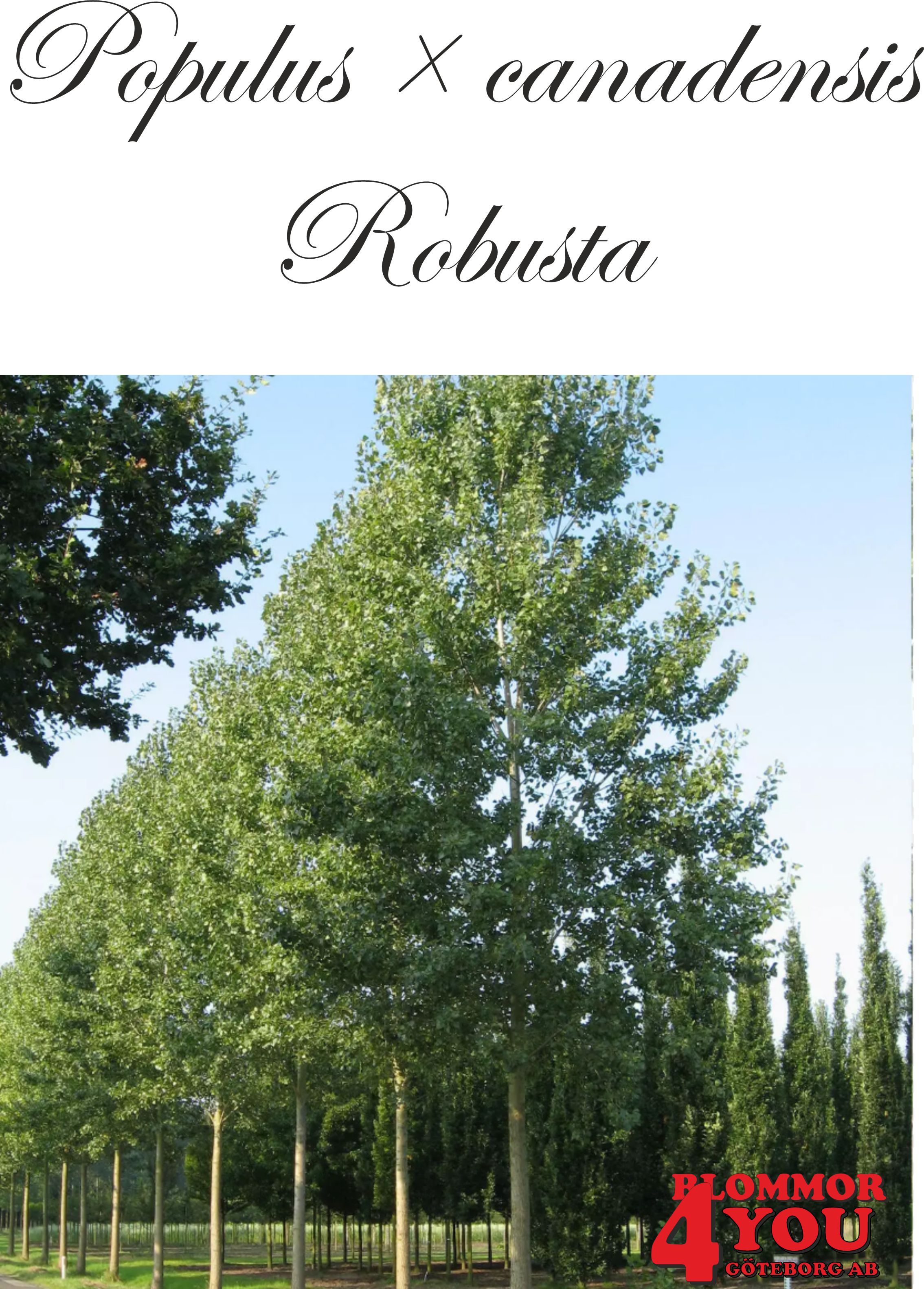 Populus canadensis Robusta Utr 200-250 Co - Blommor 4 You Gbg AB