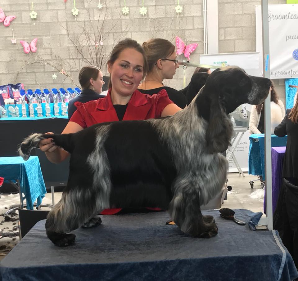 Goviks frågestund webinar (Cocker spaniel) 31/10 - Goviks Hundakademi