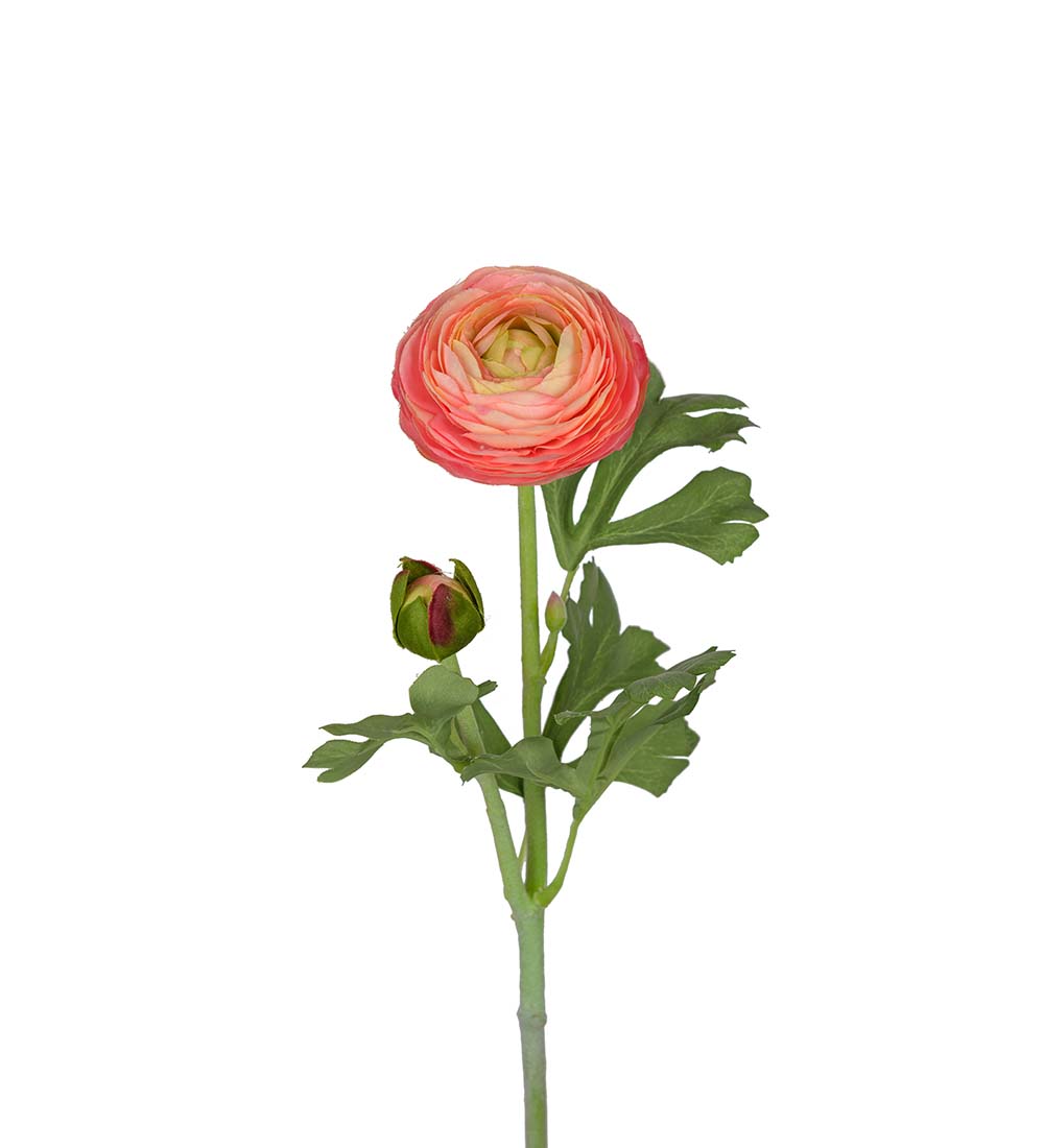 Ranunkel - VitVitareVitast