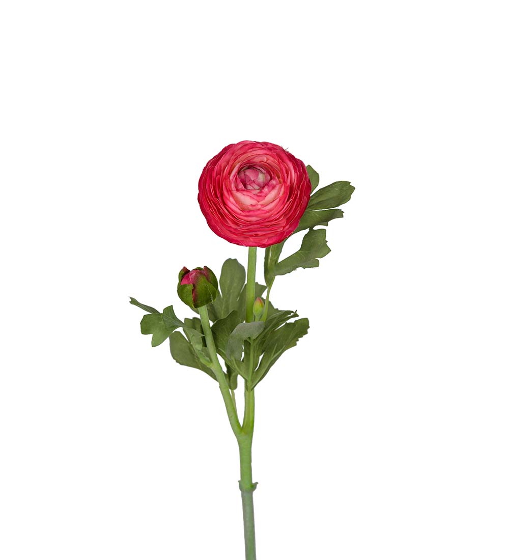 Ranunkel - VitVitareVitast