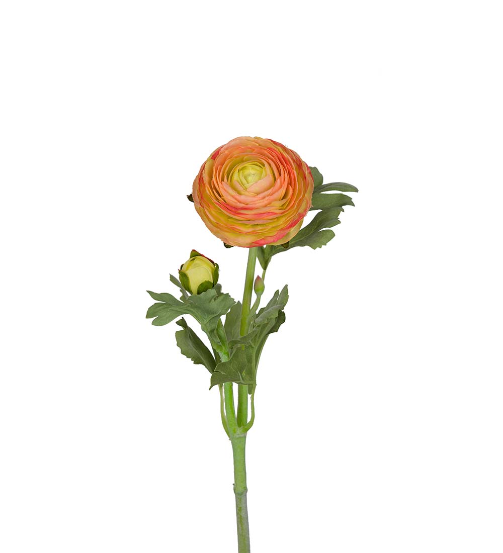 Ranunkel - VitVitareVitast