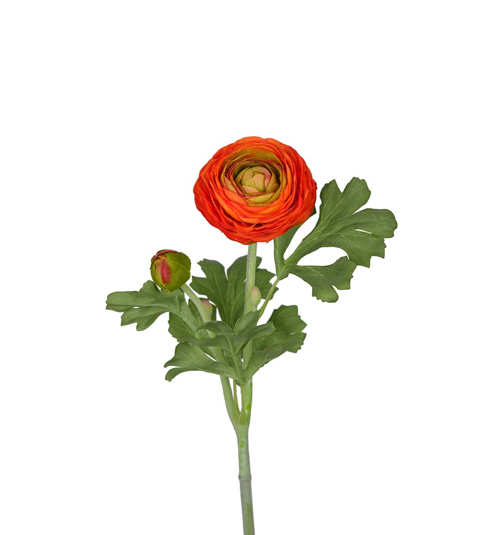 Ranunkel - VitVitareVitast