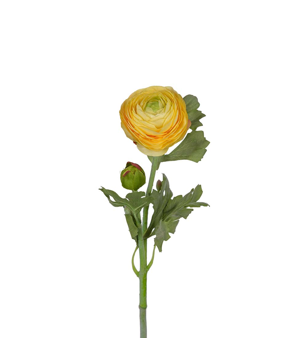 Ranunkel - VitVitareVitast