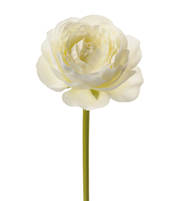 Ranunkel - VitVitareVitast