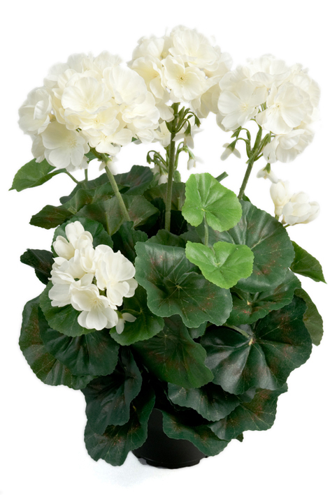 PELARGON I PLASTKRUKA VIT - 35 CM - VitVitareVitast