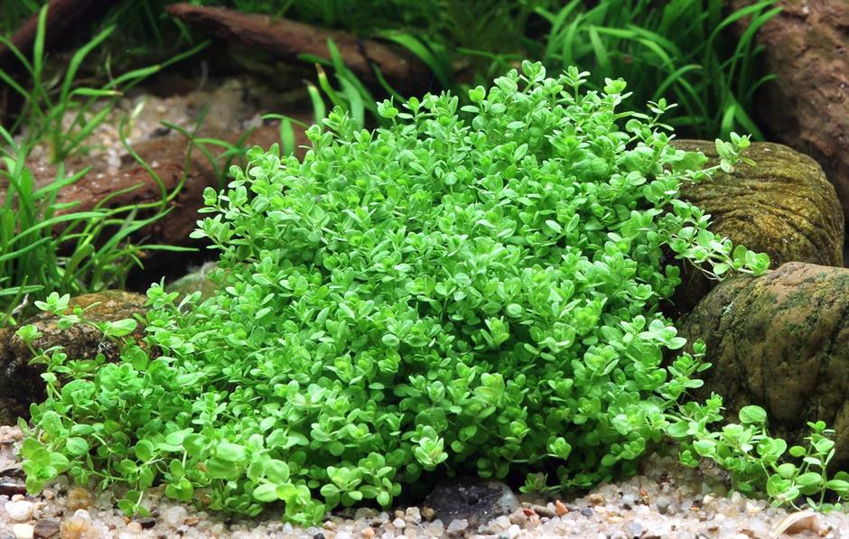 Dennerle Plants Hemianthus callitrichoides "Cuba" i Kruka - Herkules Zoo AB